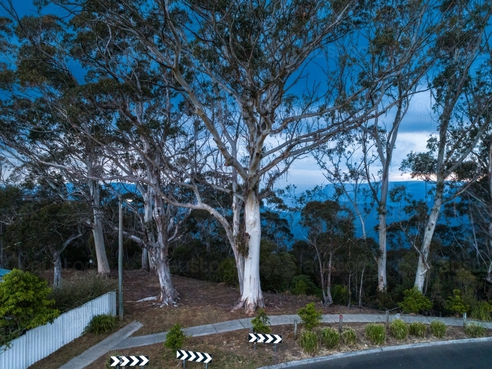 Image of Roadside gum trees with backdrop over national park in Blue ...