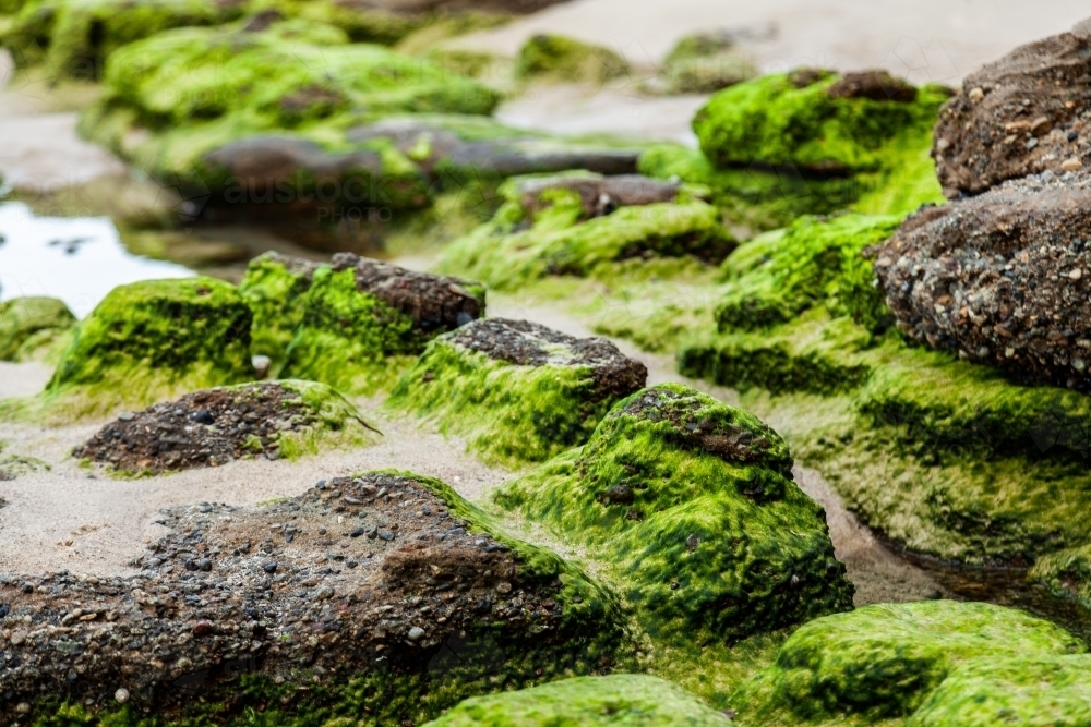 Image of Rocks covered in green seaweed beside the ocean - Austockphoto
