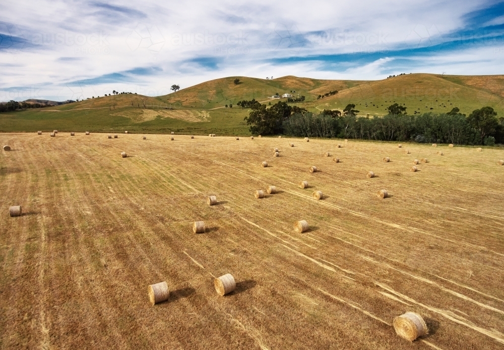 Image of Rolled Hay in a Paddock on a Farm - Austockphoto