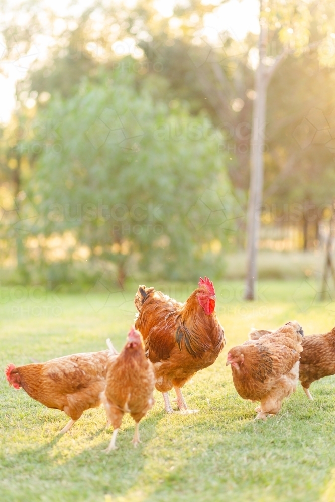 Image of Rooster with his flock outside in golden light on farm ...