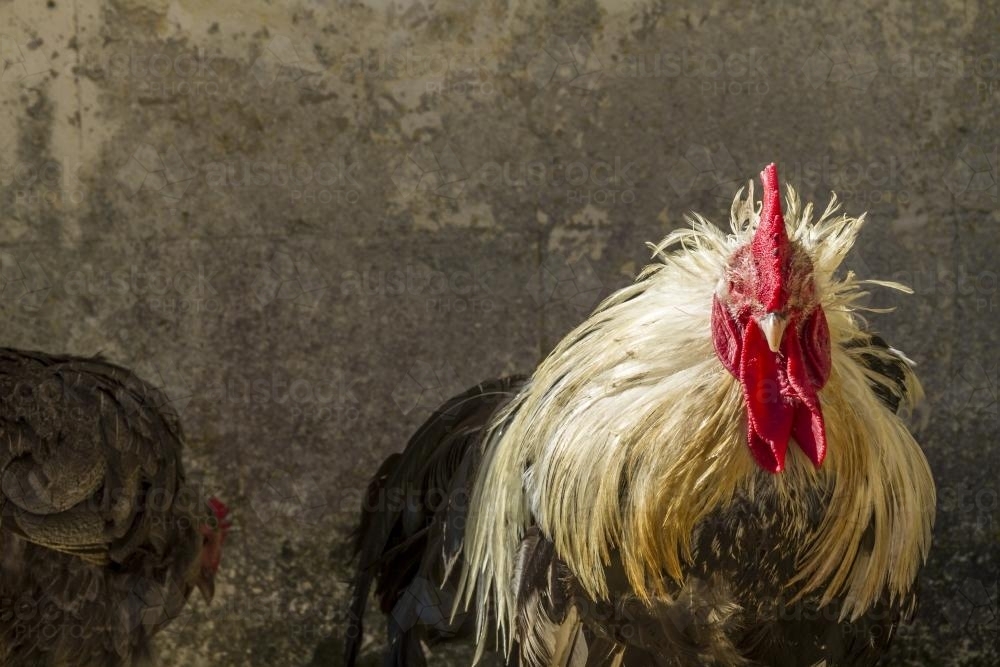 Image of Rooster with Wild Feathers - Austockphoto
