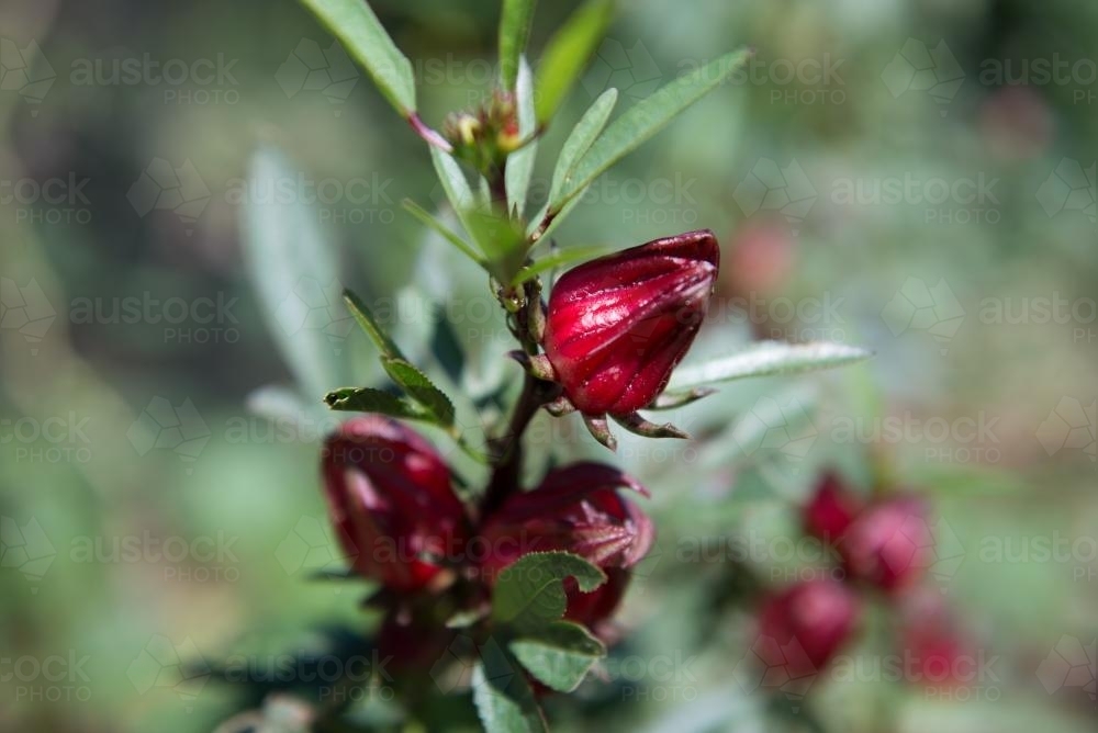 Image of Rosella plant - Austockphoto