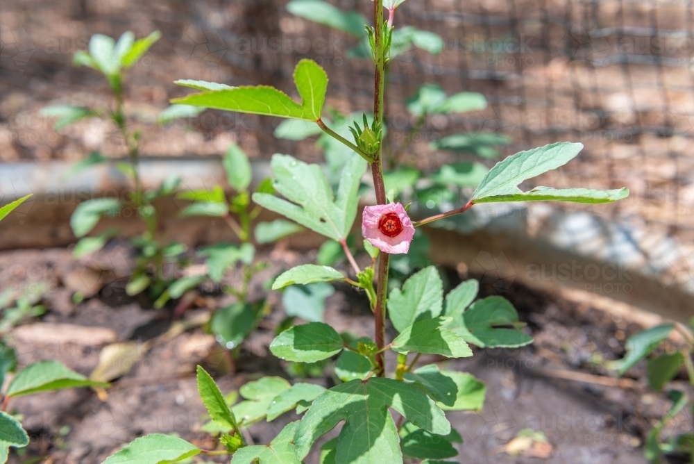 Image of Rosella plant - Austockphoto