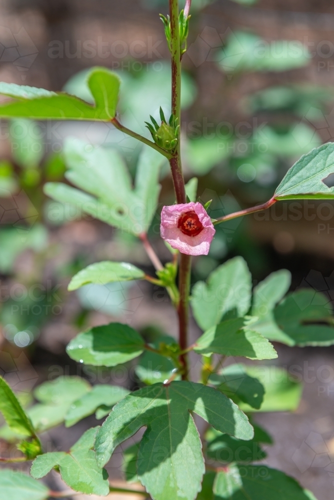 Image of Rosella plant - Austockphoto