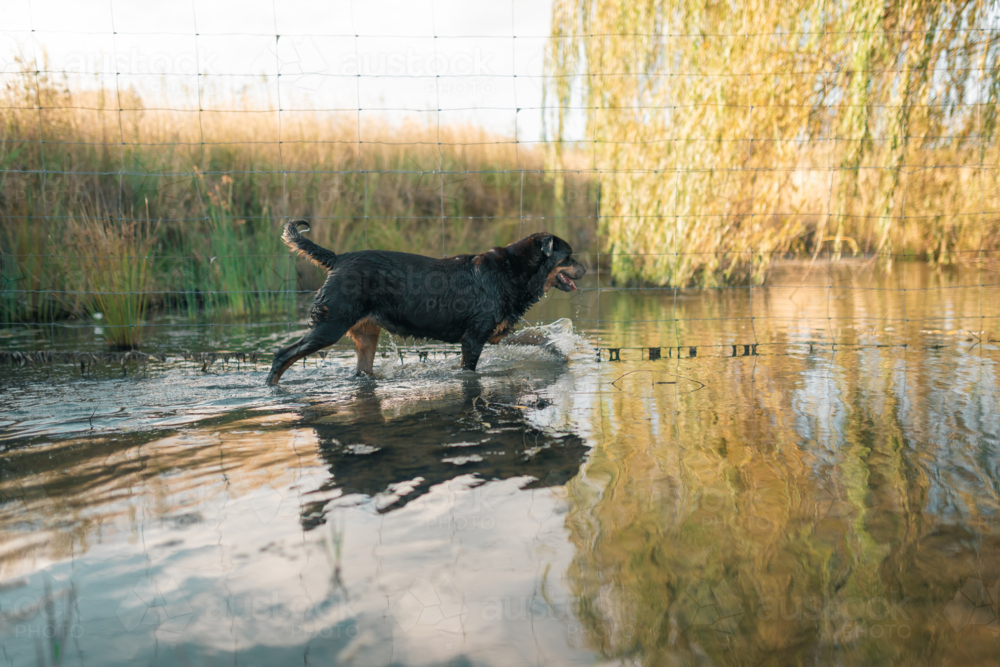 Image of Rottweiler dog cooling off in shallow creek on hot summer day ...