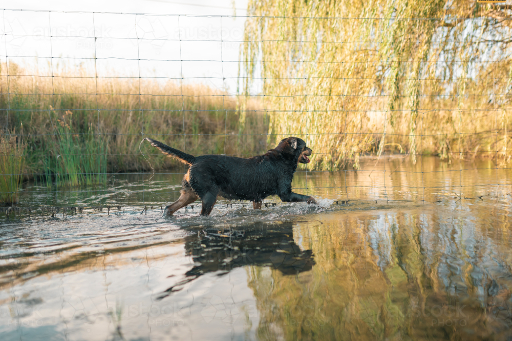 Image of Rottweiler dog cooling off in shallow creek on hot summer day ...