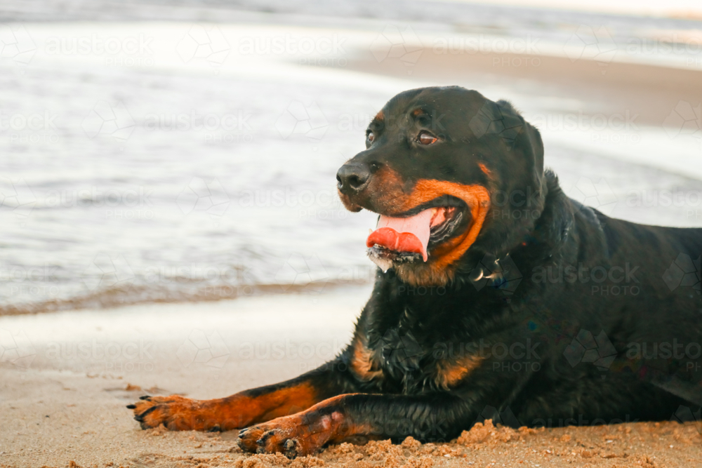 Image of Rottweiler dog lying on sand at the beach - Austockphoto
