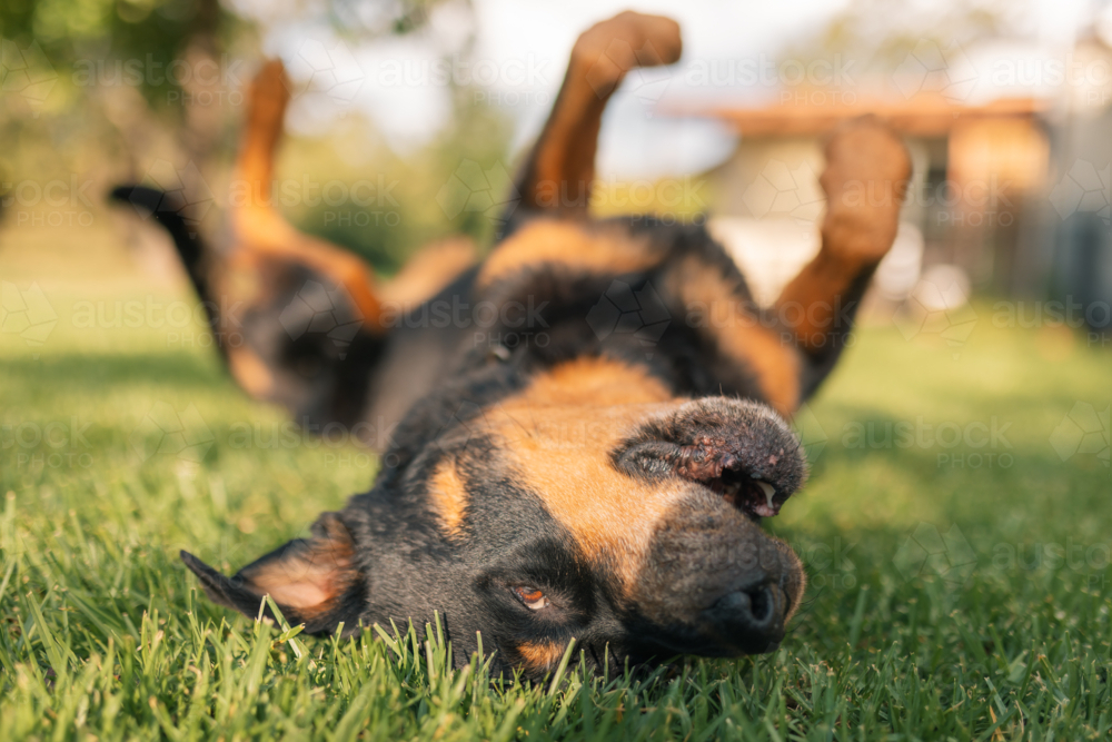 Image of Rottweiler dog rolling around on lush green lawn - Austockphoto
