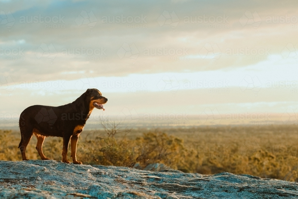 Image of Rottweiler dog standing on rock with view of landscape behind ...