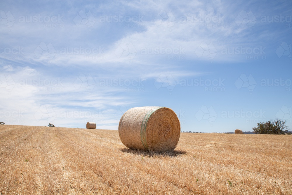 Image of Round hay bales in the paddock - Austockphoto