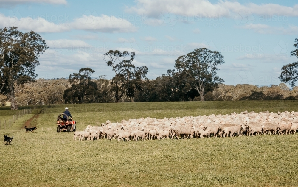 Image of Rounding up sheep. - Austockphoto