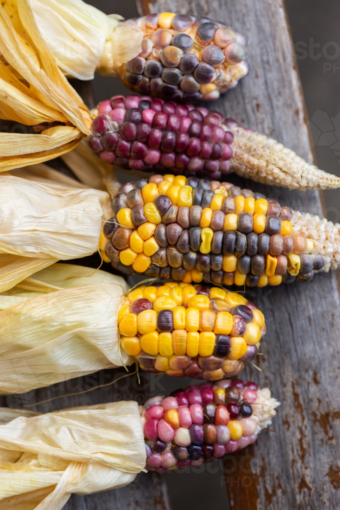 Image of row of colourful heirloom popping corn with purple kernels ...