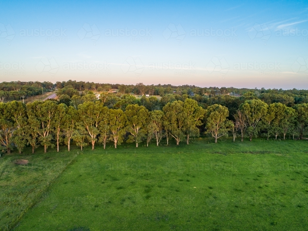 Image of Row of eucalyptus trees beside paddock with river and dusk sky ...