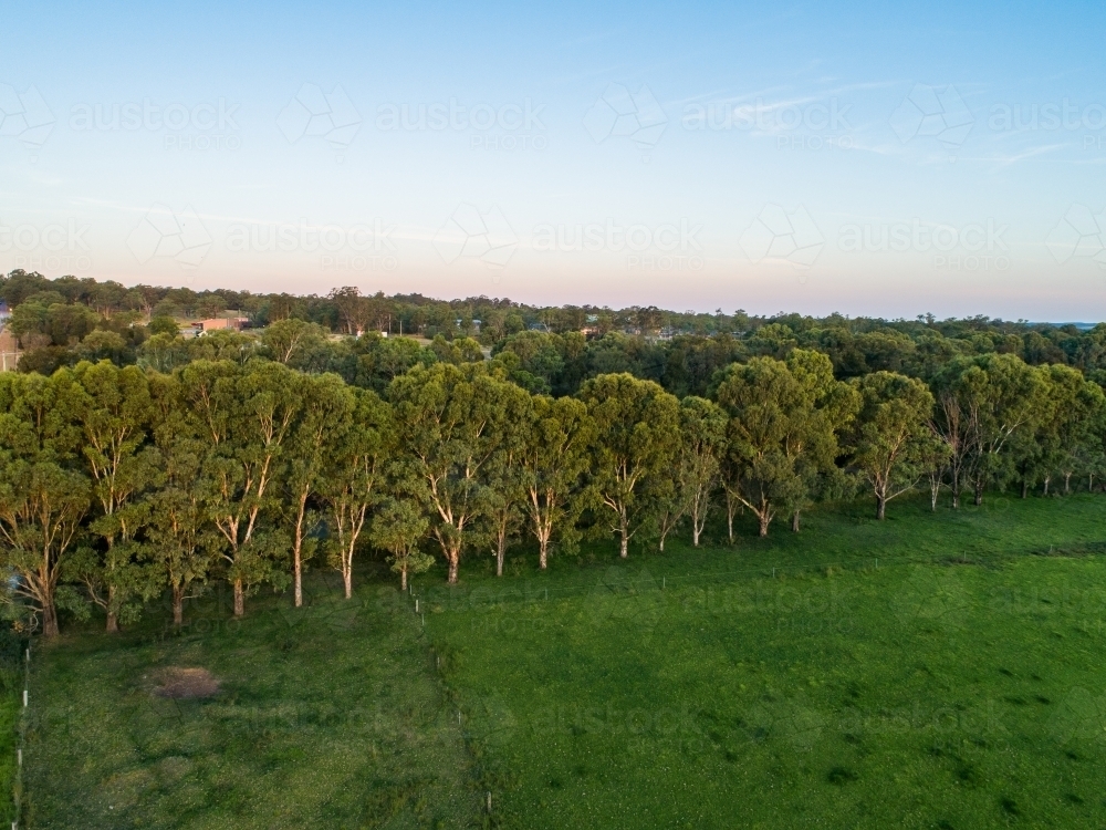 Image of Row of eucalyptus trees beside paddock with river and dusk sky ...