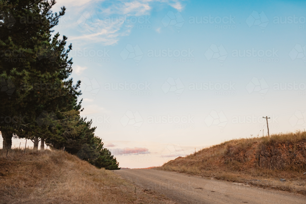 Image of Row of pine trees along gravel road with blue sky - Austockphoto