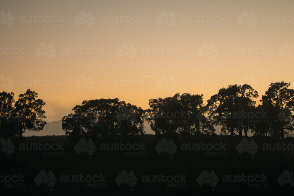 Image of Row of trees along ridge line backlit by early morning light ...