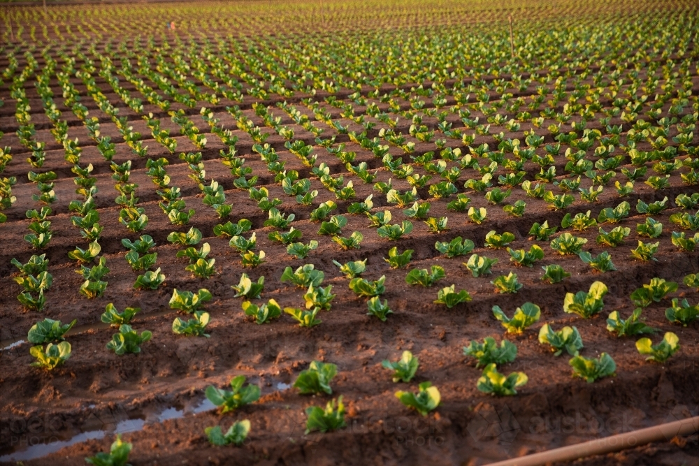Image of rows and rows of crops on a farm - Austockphoto