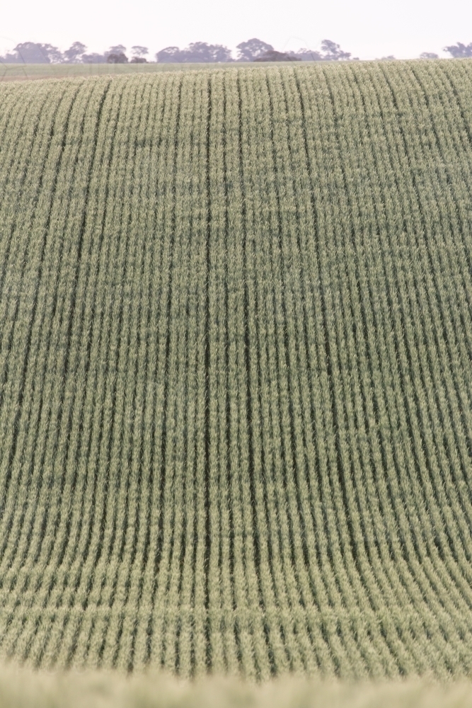 Image of Rows/lines of backlit green heads of wheat in a paddock ...