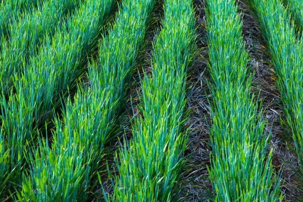Image of Rows of barley plants - Austockphoto