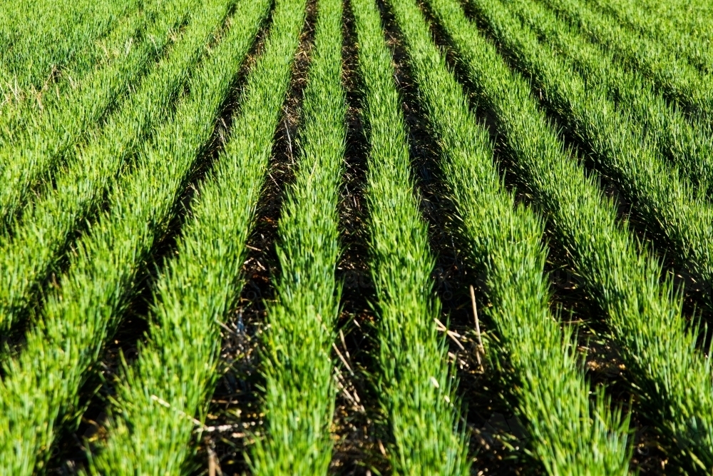 Image of Rows of barley plants - Austockphoto