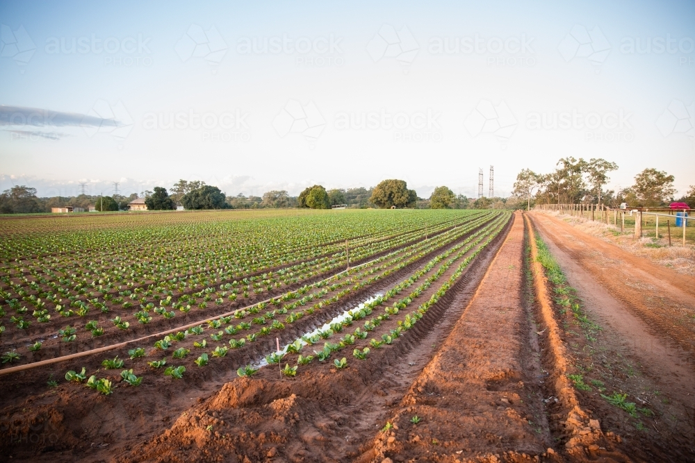 Image of rows of crops and dirt roads on a farm - Austockphoto