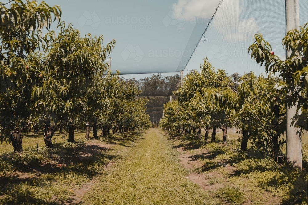 Image of Rows of peach trees at a farm. - Austockphoto