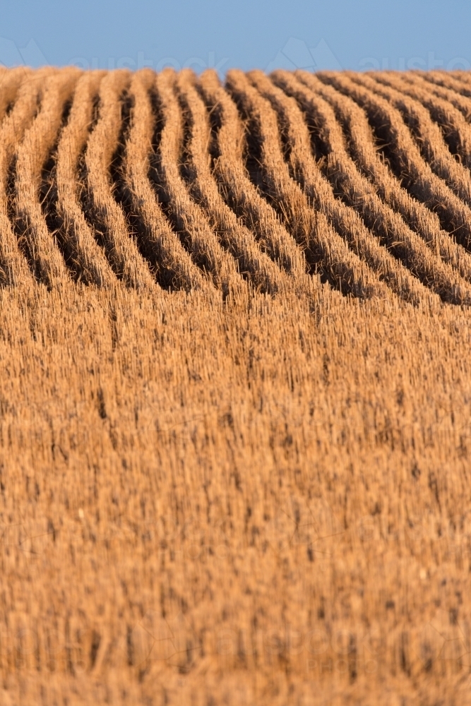 Image of rows of wheat crop stubble plants - Austockphoto
