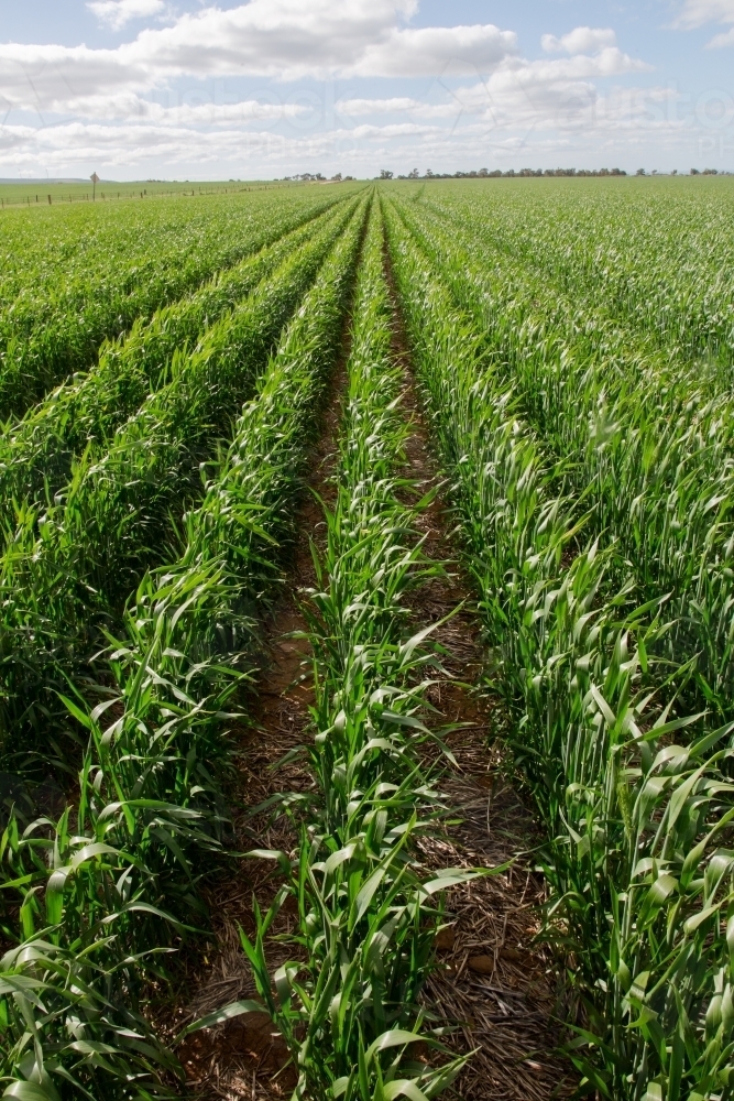 Image of rows of wheat plants in a paddock - Austockphoto