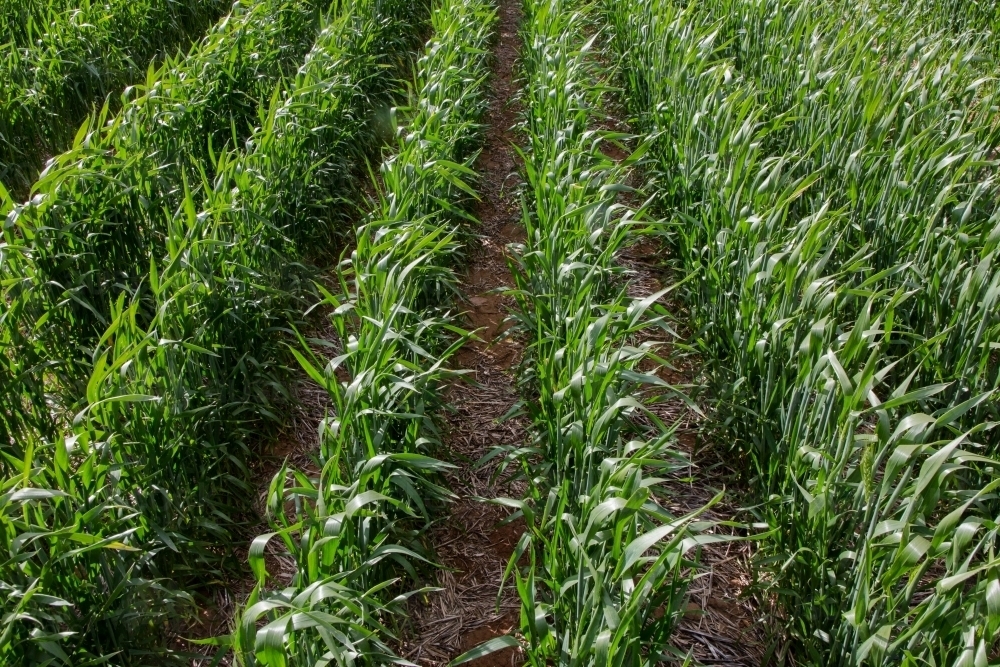 Image of rows of wheat plants in a paddock - Austockphoto