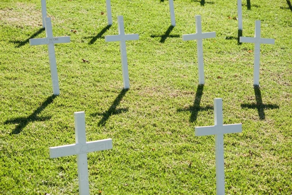 Image of Rows of white memorial crosses - Austockphoto