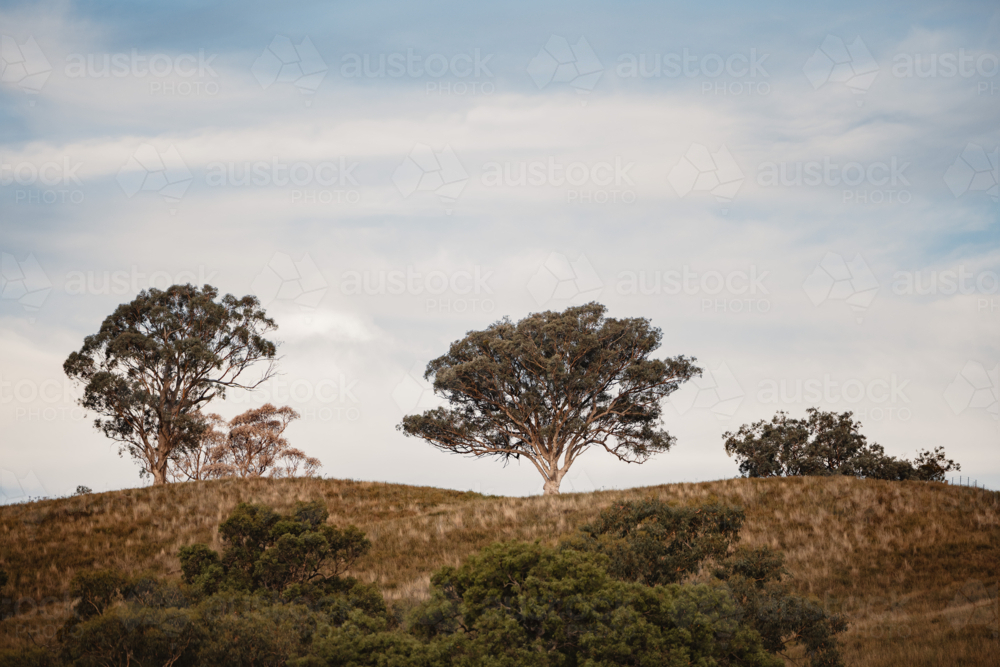 Image of Rural Australian landscape with native gum tree - Austockphoto