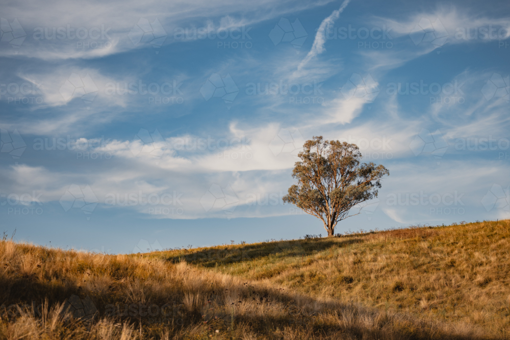 Image of Rural Australian landscape with native gum tree - Austockphoto
