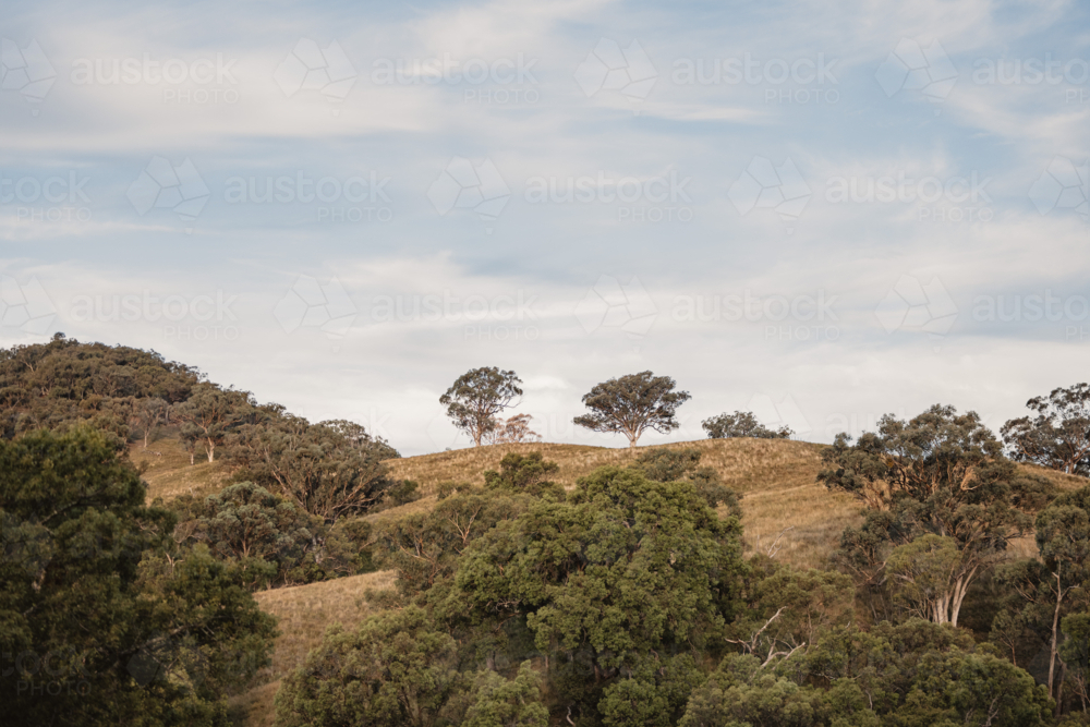 Image of Rural Australian landscape with native gum trees - Austockphoto