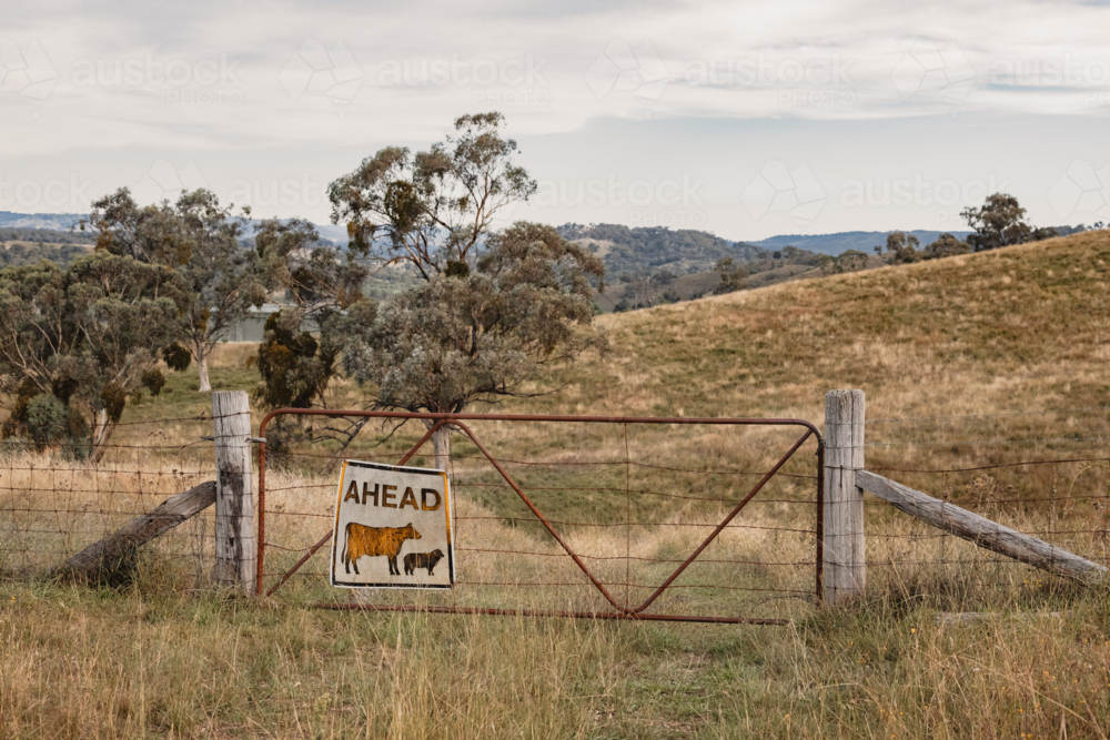 Image of Rural farm gate on hill top with cattle ahead warning sign ...