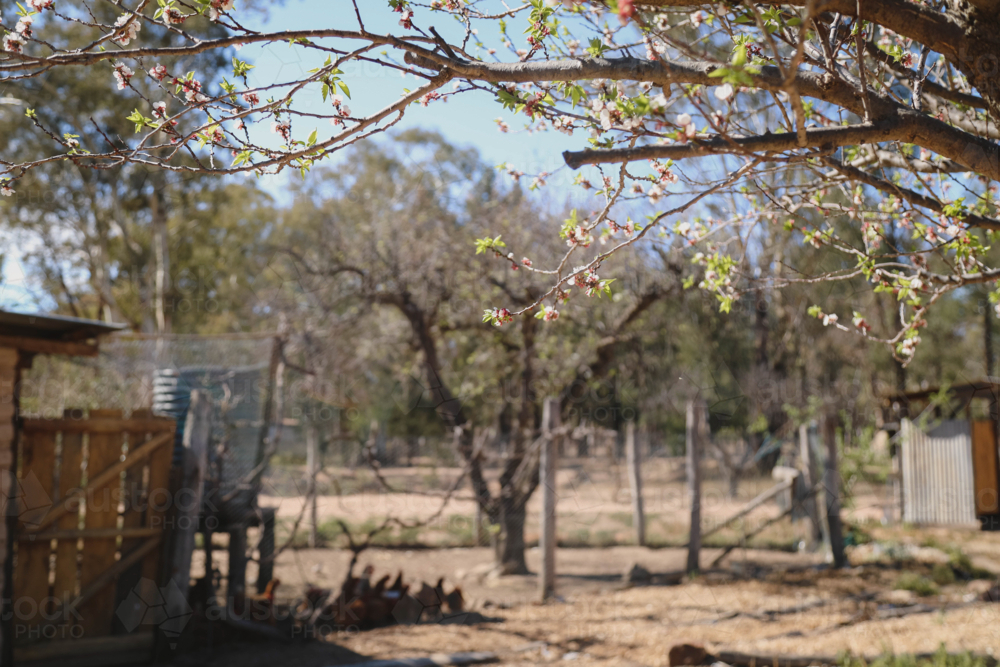 Image of Rural farm with blossoming tree, rustic buildings, and fenced ...