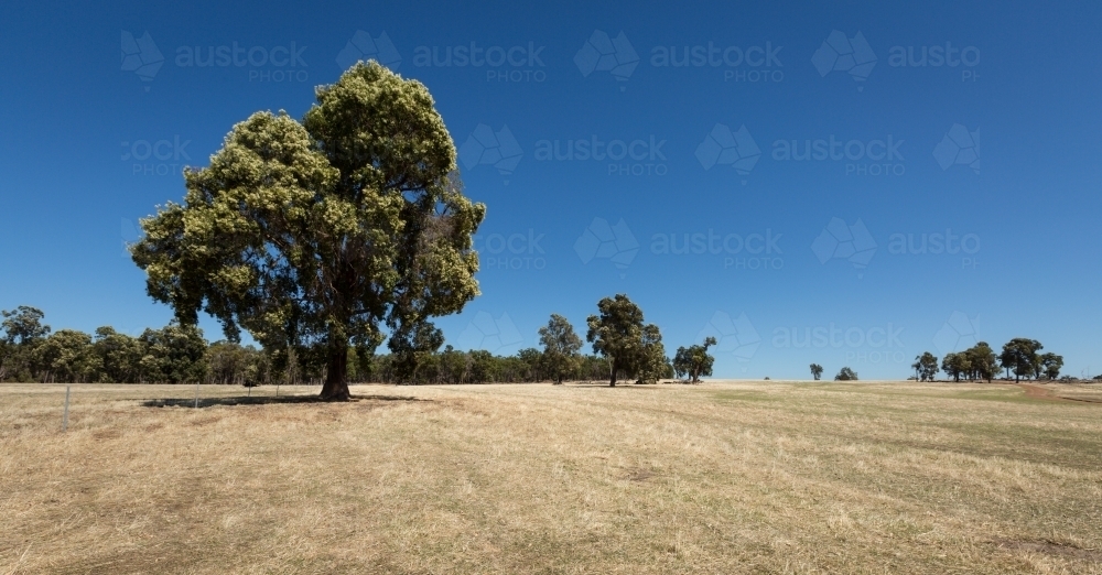 Image of Rural landscape with flowering gum tree - Austockphoto