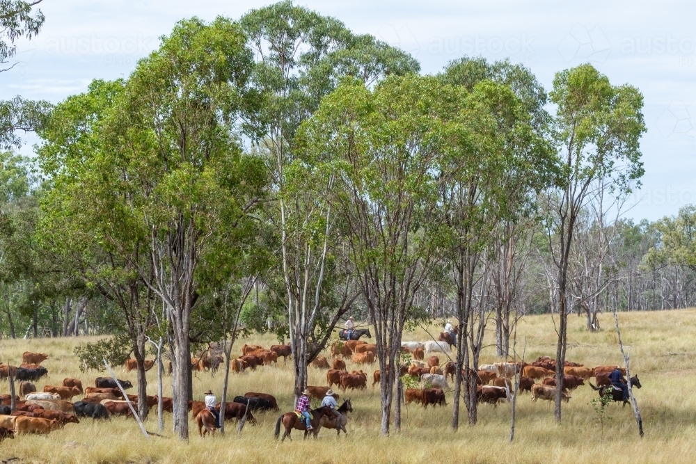 Image of Rural men and women on horses mustering a mob of cattle ...