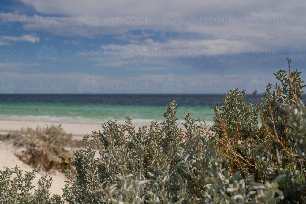 Image of saltbush growing at the beach - Austockphoto