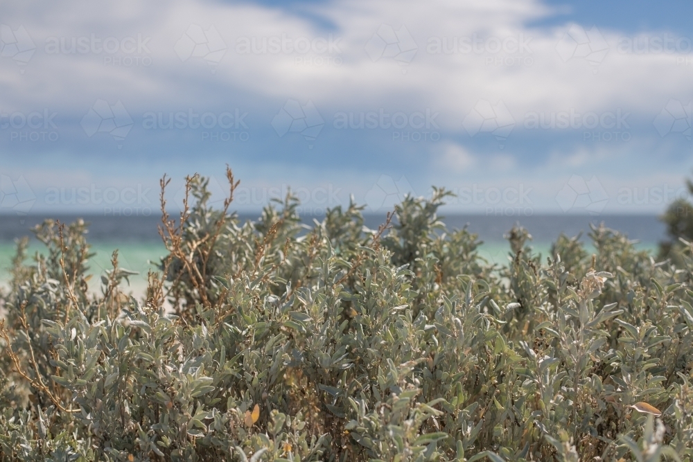 Image of saltbush growing by the sea - Austockphoto
