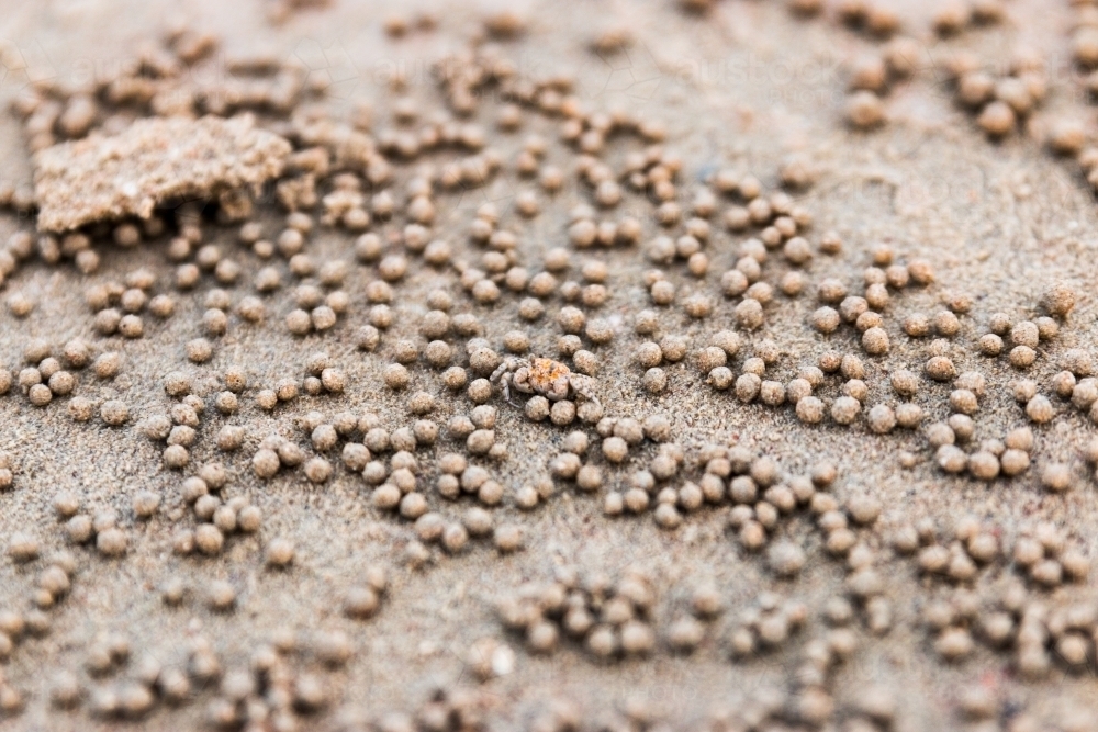 Image of sand crab surrounded by balls of sand - Austockphoto