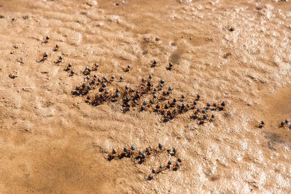 Image of sand with soldier crabs - Austockphoto