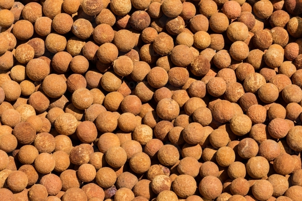 Image of Sandalwood seed, santalum spicatum - Austockphoto