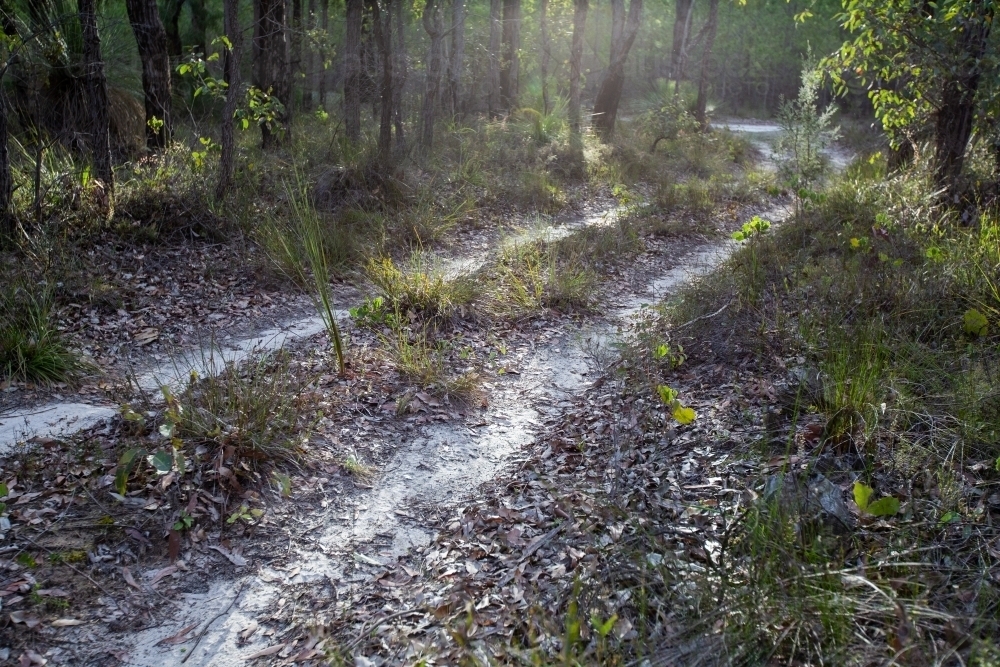 Image of Sandy track through the bush - Austockphoto