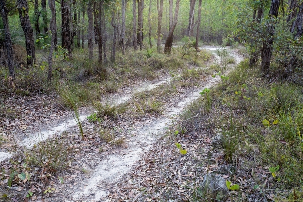 Image of Sandy track through the bush - Austockphoto
