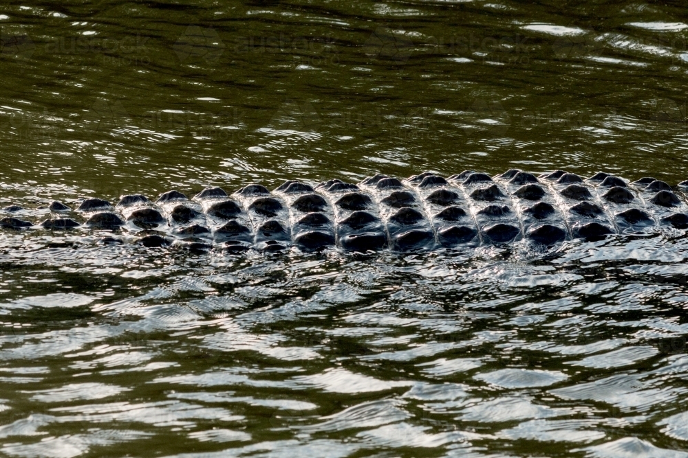 Image of scaly back of a crocodile - Austockphoto