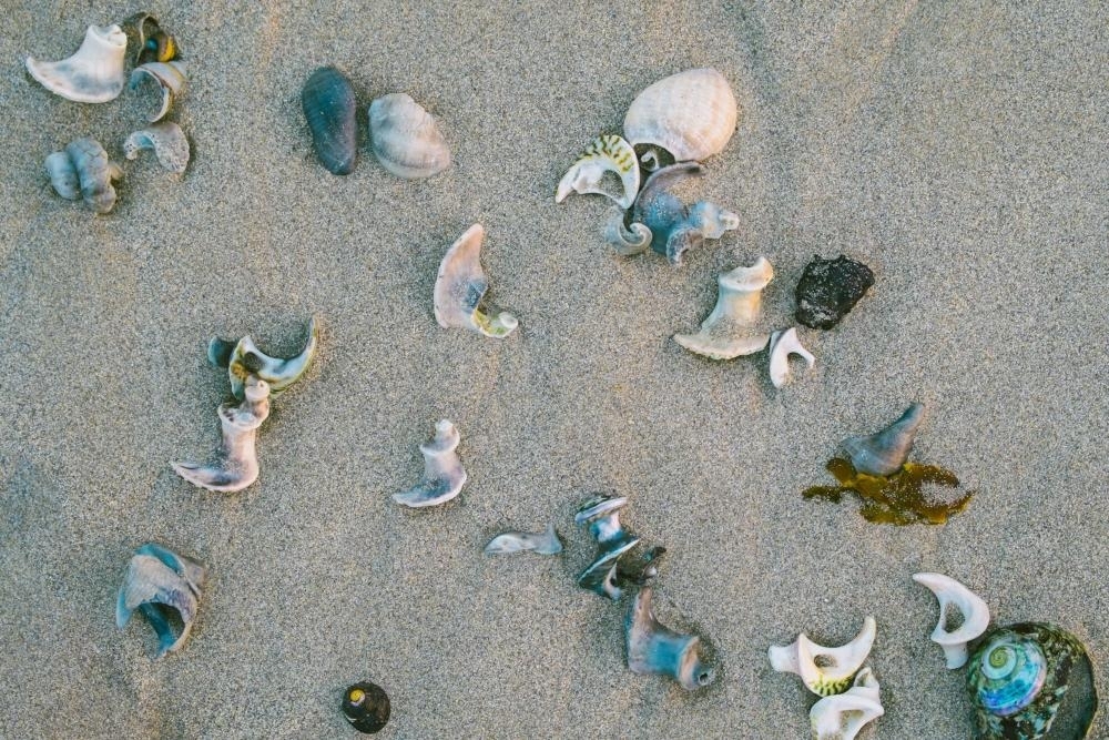 Image of Scattered shells on a beach - Austockphoto