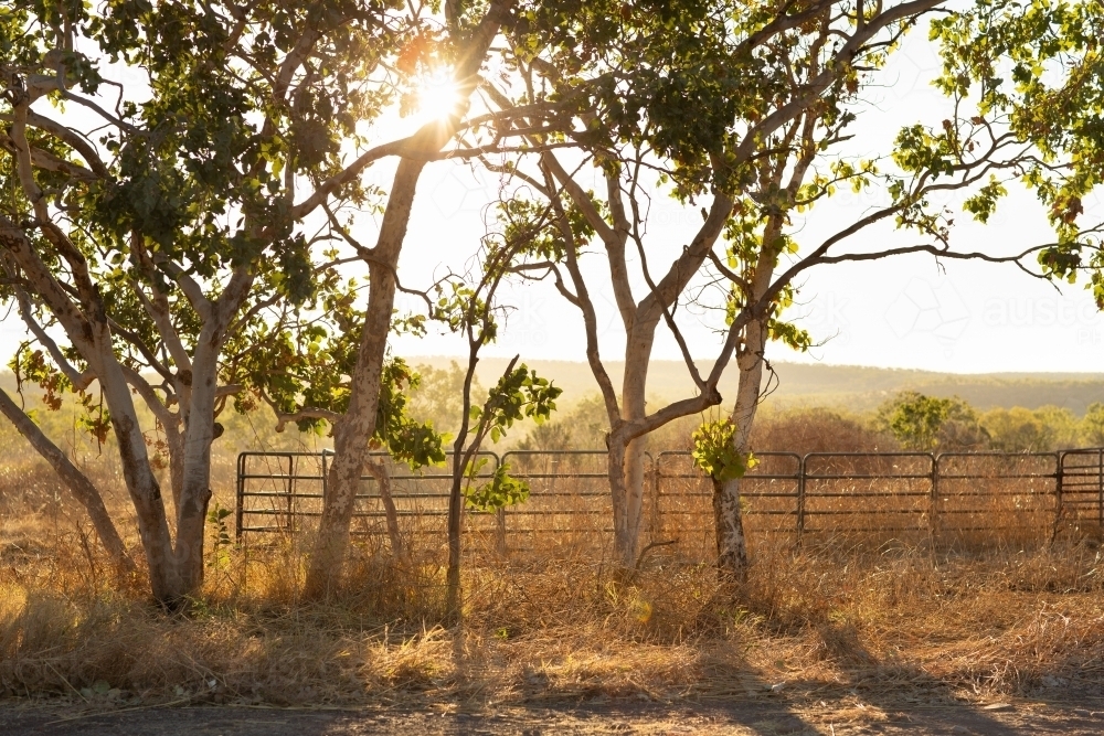 Image of Scene on outback station with trees and fence - Austockphoto