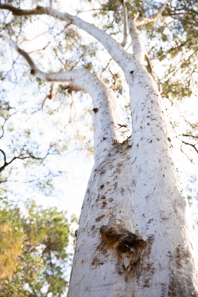 Image of scribbly gum tree growing near brisbane - Austockphoto