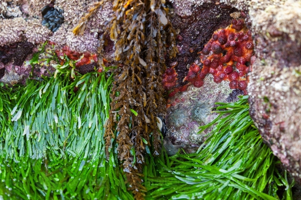 Image of Sea plants on wet rock at the waterline of a rockpool ...