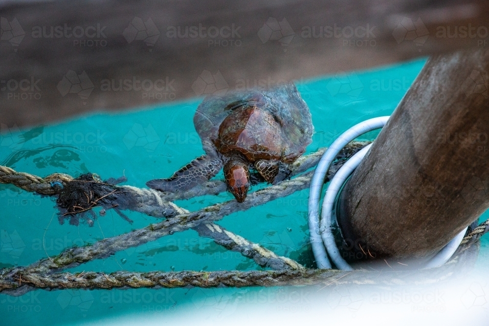 Image of Sea turtle exploring the ropes under a jetty - Austockphoto